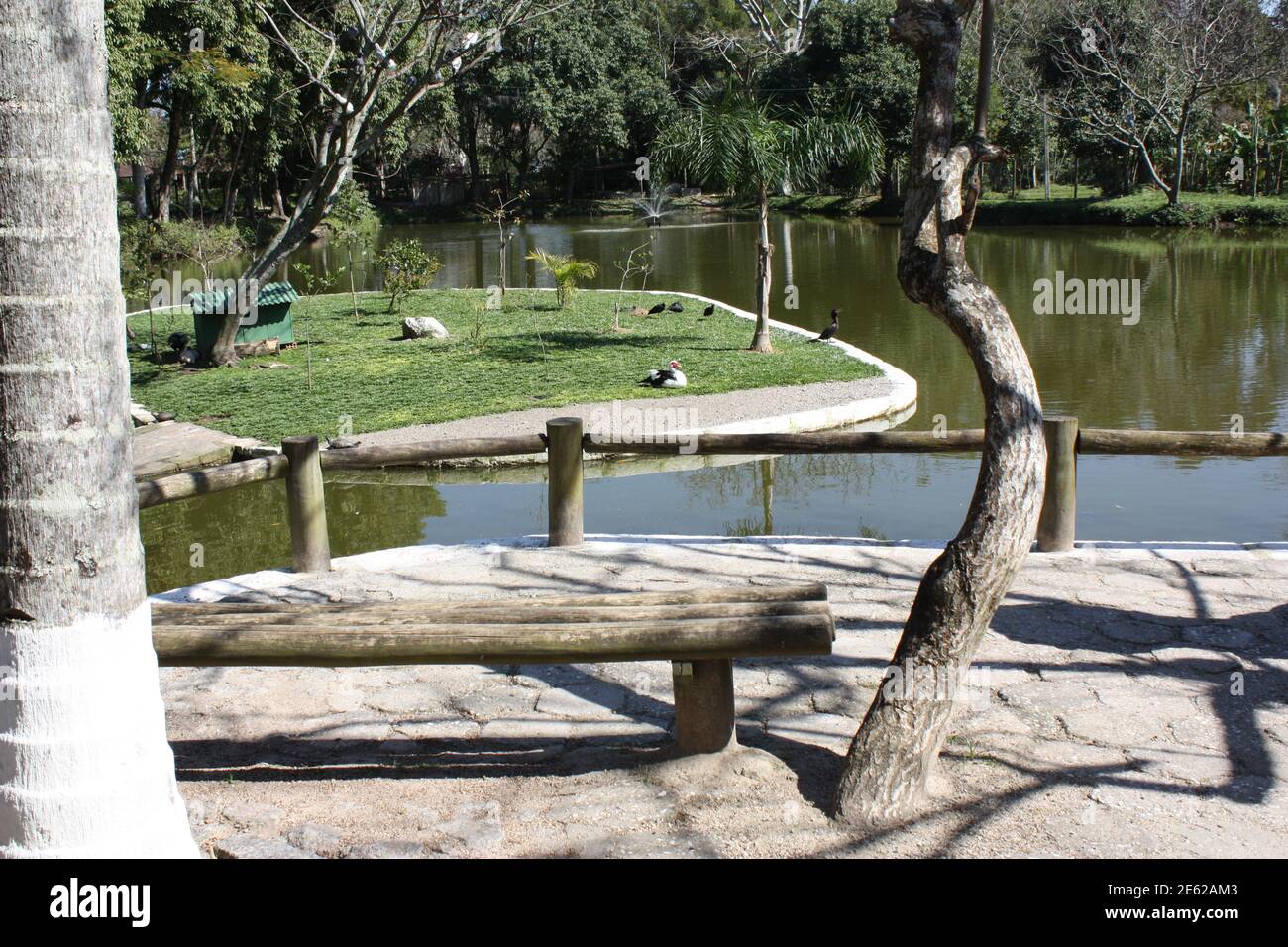 Pato cisne hi-res stock photography and images - Alamy