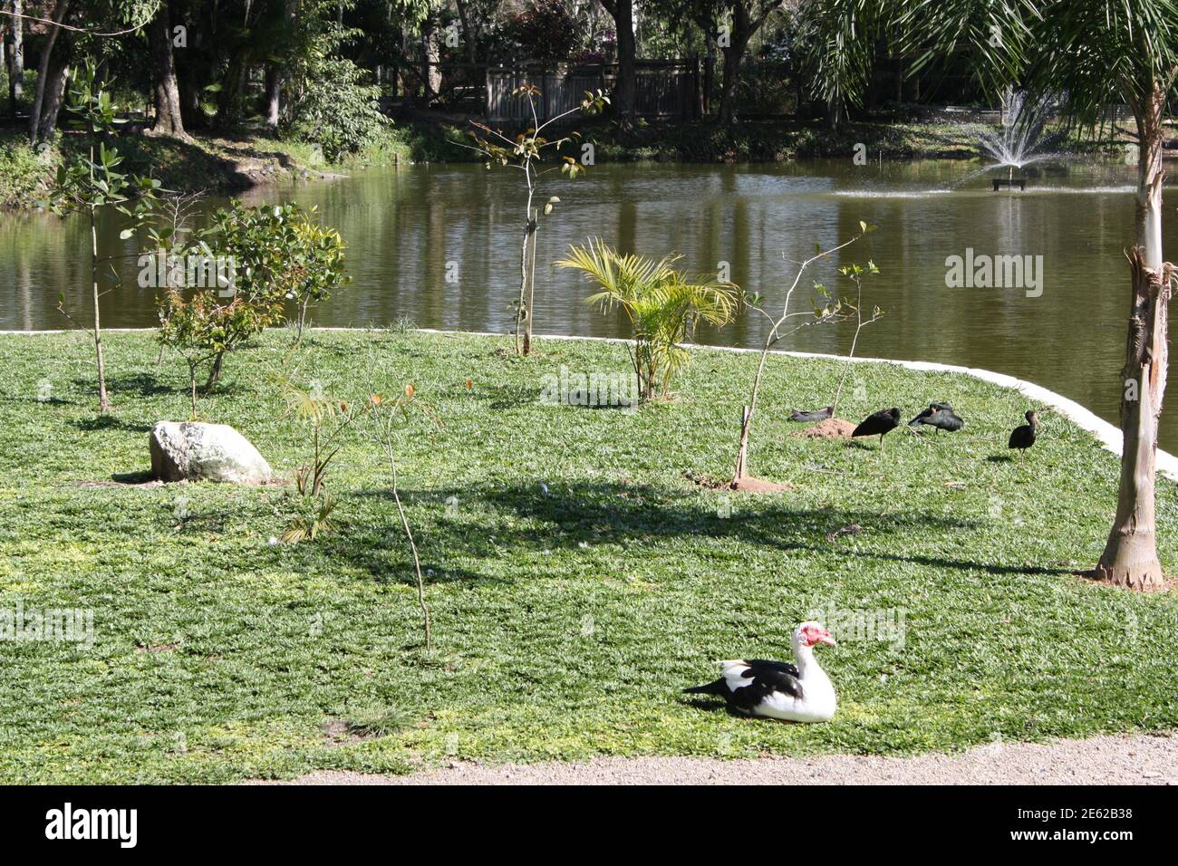 Pato grande hi-res stock photography and images - Alamy