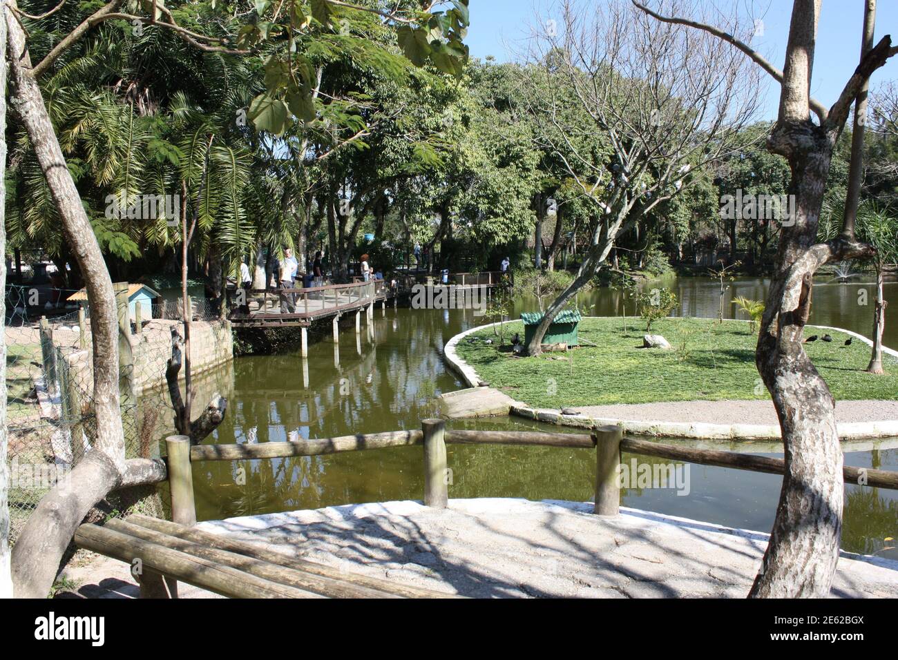 Pato cisne hi-res stock photography and images - Alamy