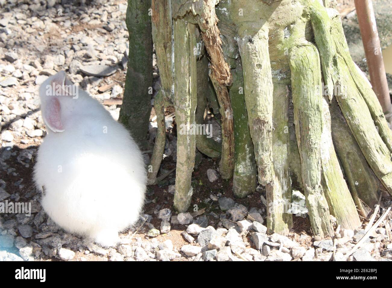 Corrego do horto hi-res stock photography and images - Alamy