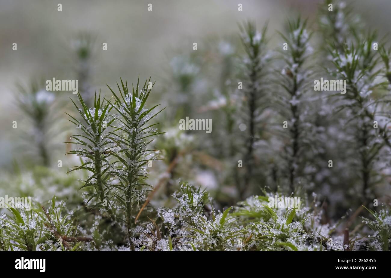 A beautiful picture of moss in the snow , a nice photo Stock Photo - Alamy