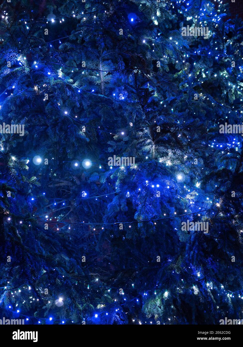 Lightning fir tree hi-res stock photography and images - Alamy