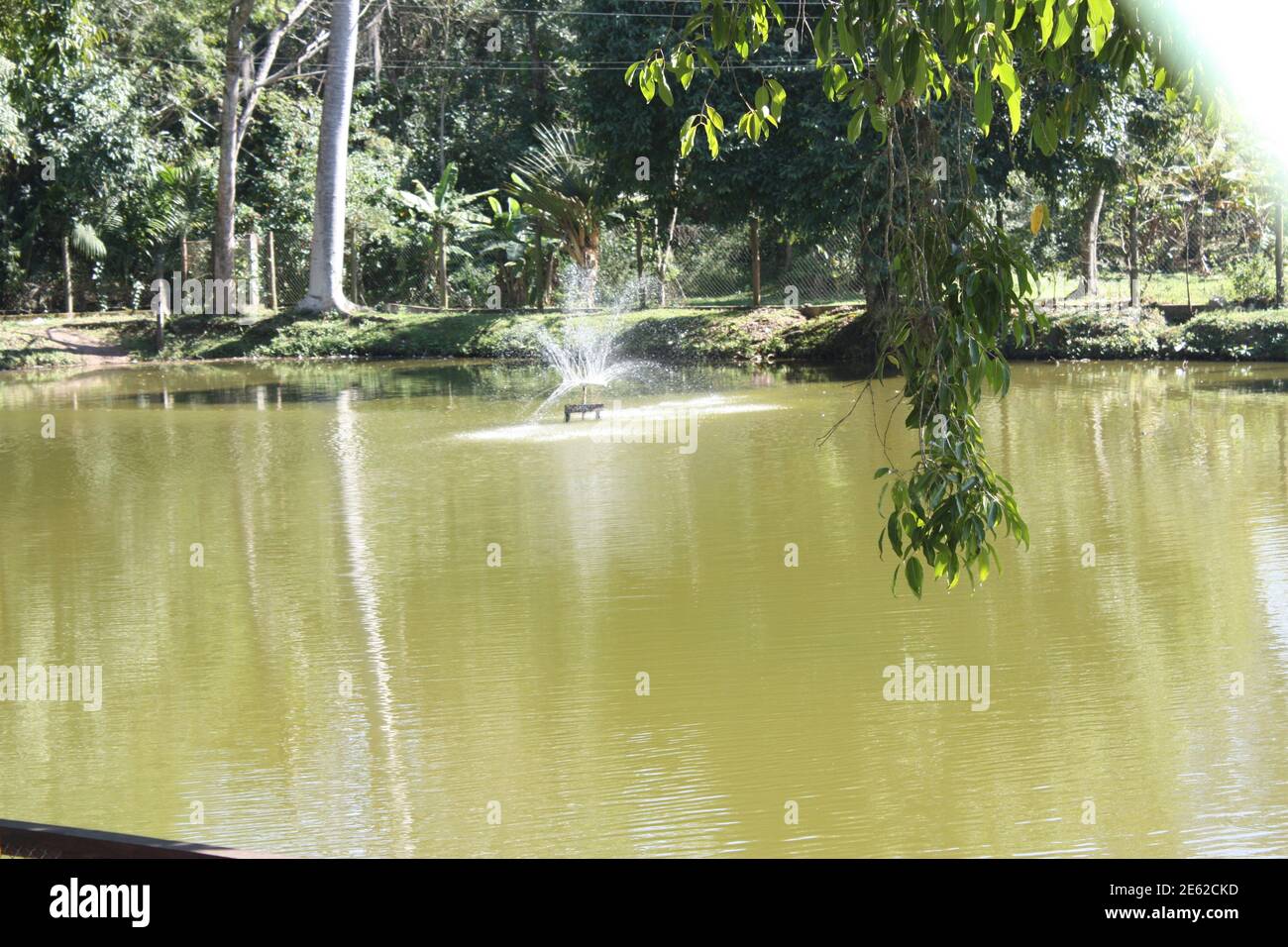 Pato grande hi-res stock photography and images - Alamy