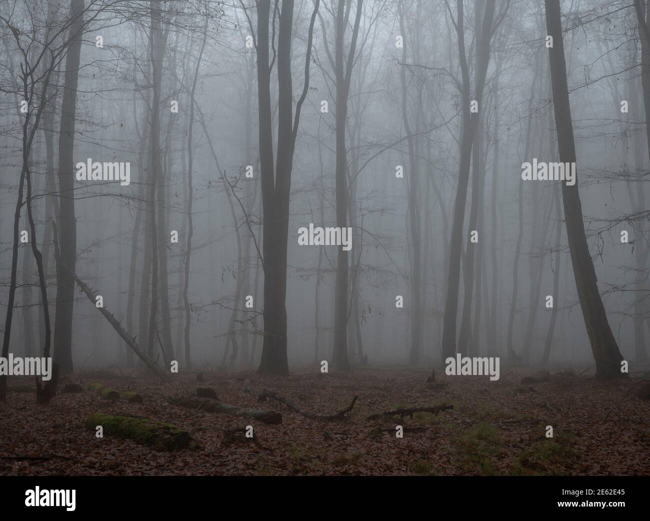 A beautiful picture of trees in the mist , a nice photo Stock Photo - Alamy