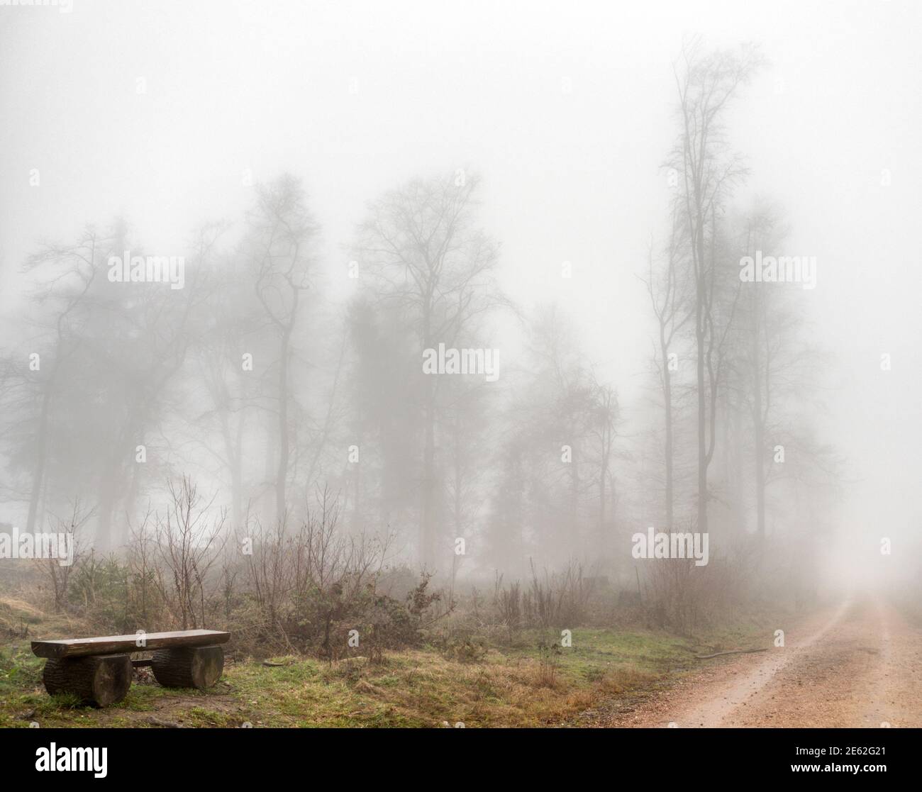 A beautiful picture of a piece of forest in the mist , a nice photo ...