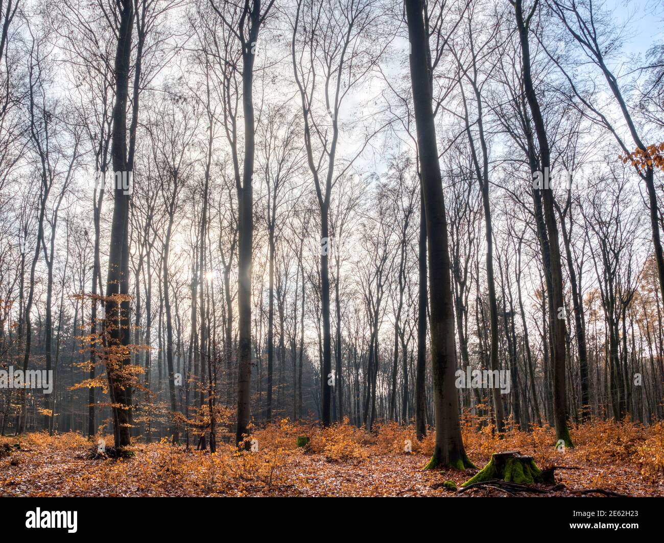 A beautiful picture of a piece of forest , a nice photo Stock Photo - Alamy