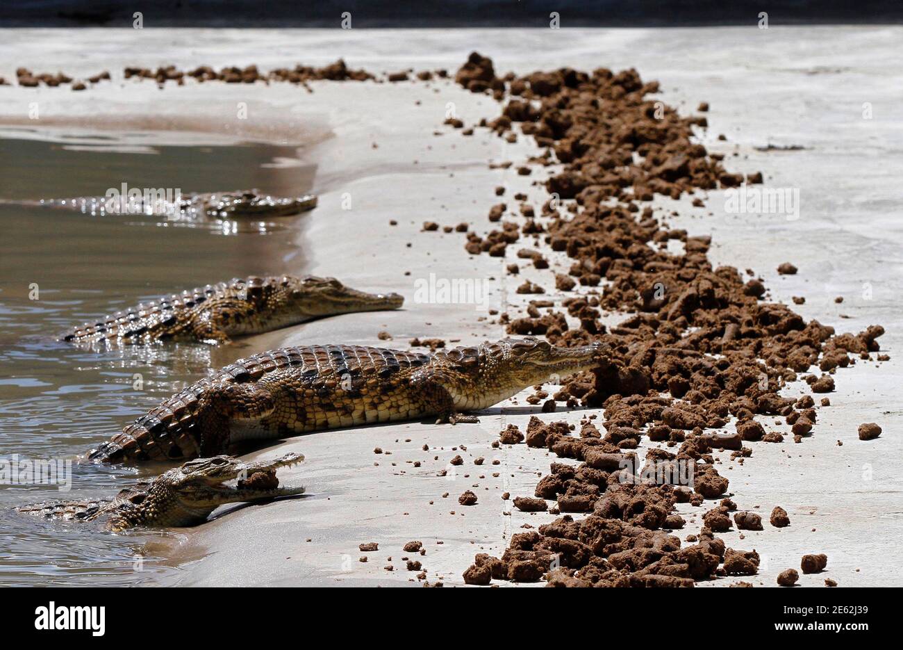 Protein concentrate hi-res stock photography and images - Alamy