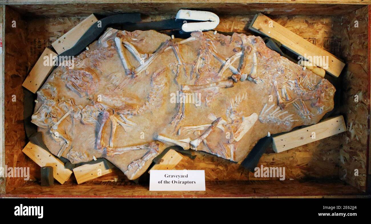 Fossilized dinosaur bones hi-res stock photography and images - Alamy