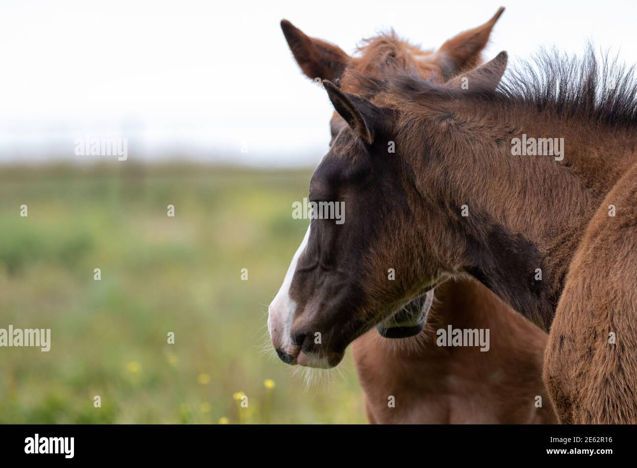 Baby Filly Horse Stock Photo - Alamy