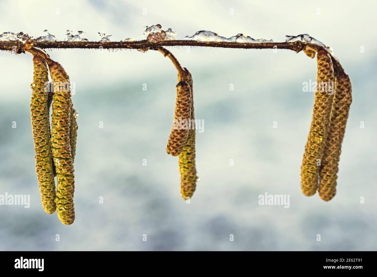 Hazel tree flower hi-res stock photography and images - Alamy