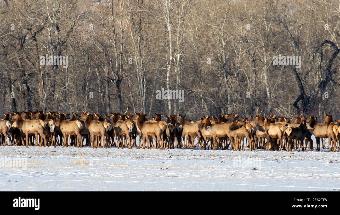 Elk in Montana Stock Photo - Alamy