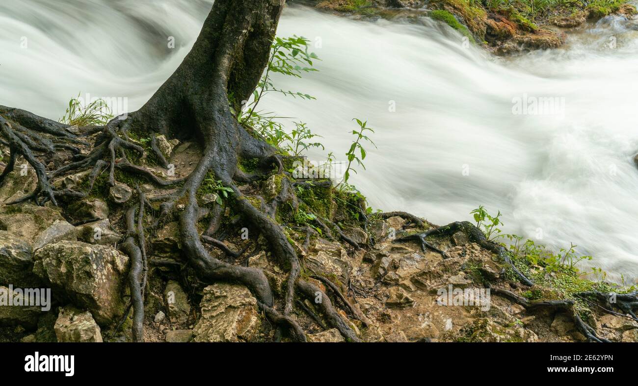 waterfall and gnarled tree trunk and roots at plitvice lakes national ...