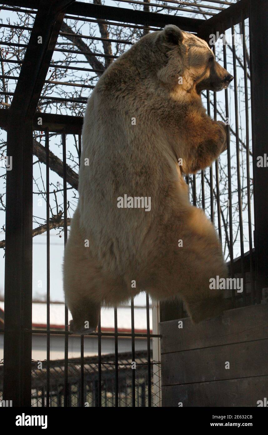 Zoo animals waking up hi-res stock photography and images - Alamy