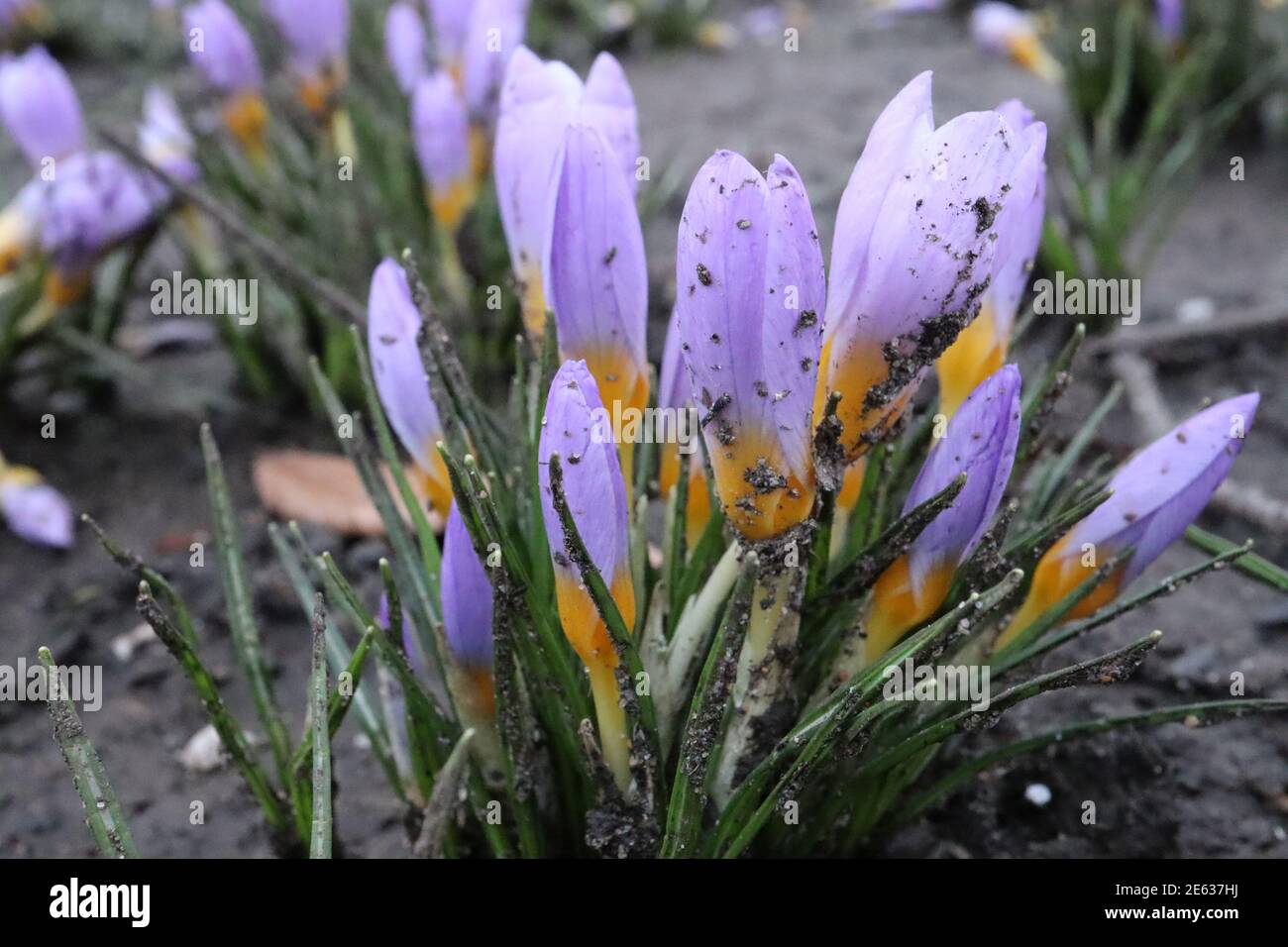 Crocus sieberi subsp. atticus ‘Firefly’ Snow crocus Firefly – group of ...