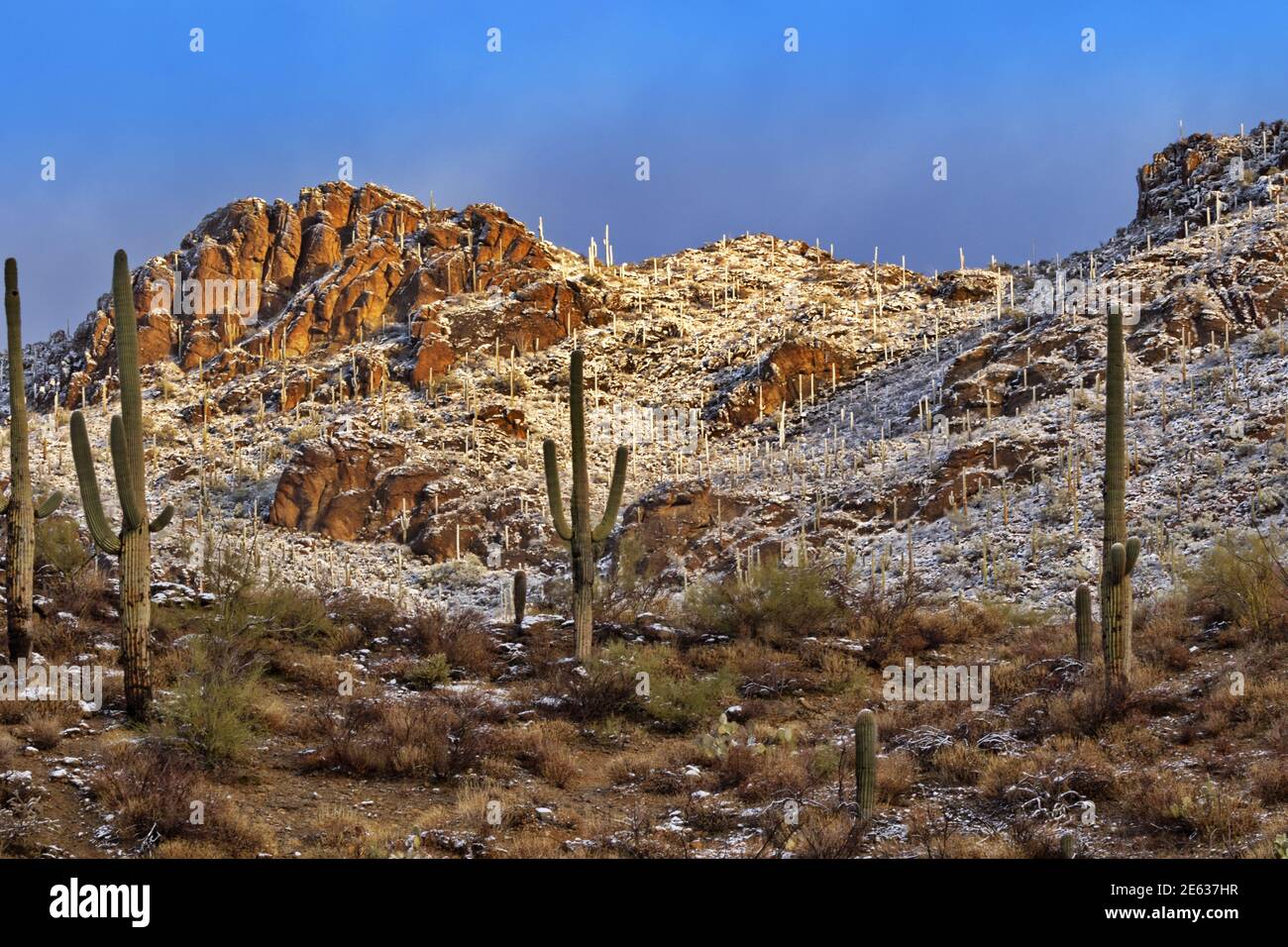 Sunlit saguaro and fresh snowfall on Gates Pass crest after winter snow ...
