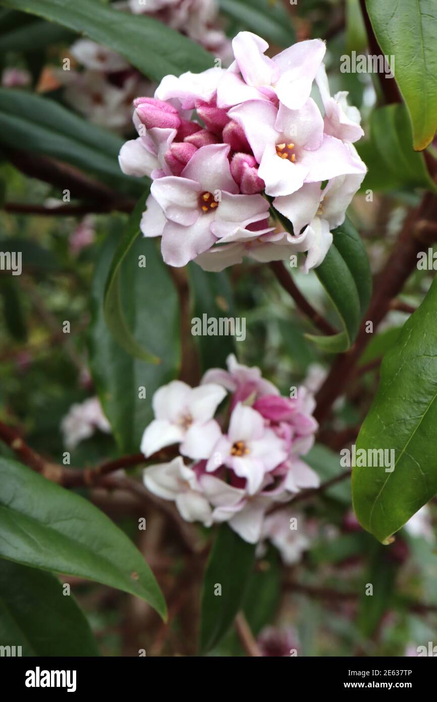 Winter Daphne High Resolution Stock Photography and Images - Alamy