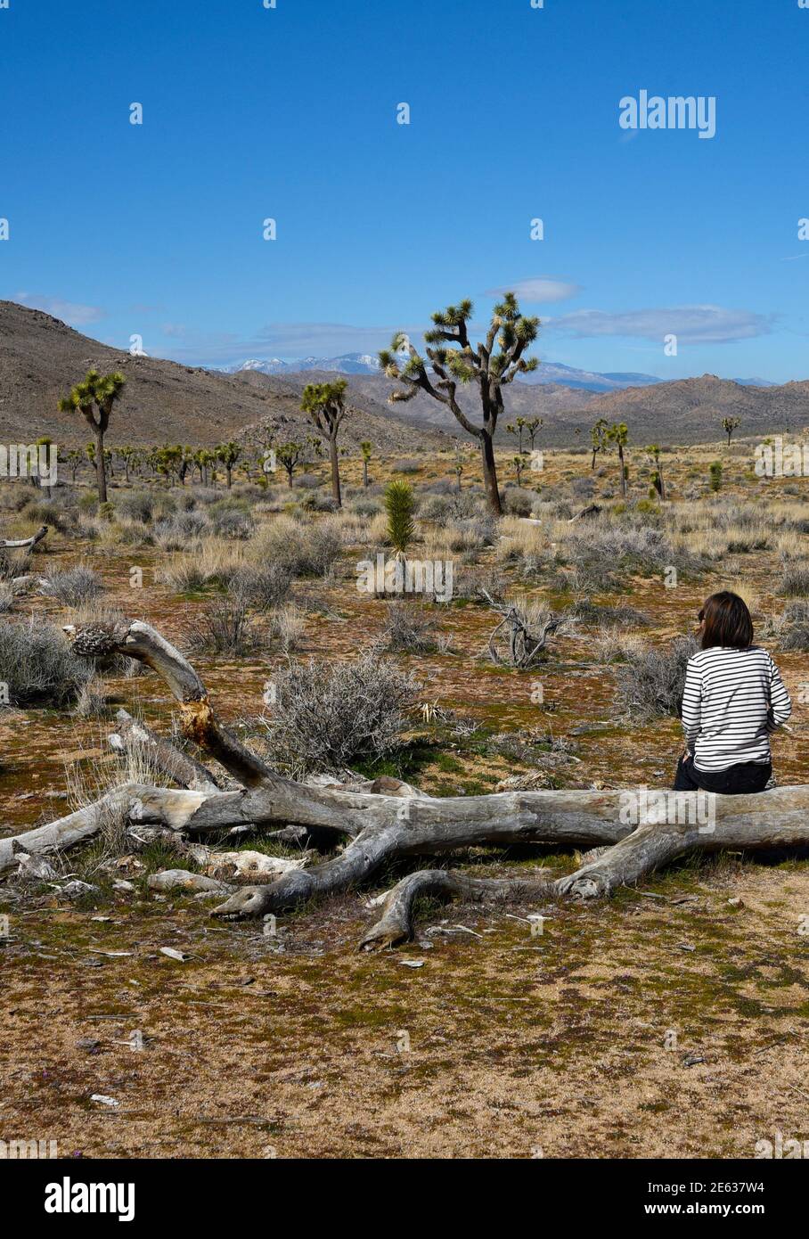 Dead joshua tree hi-res stock photography and images - Alamy