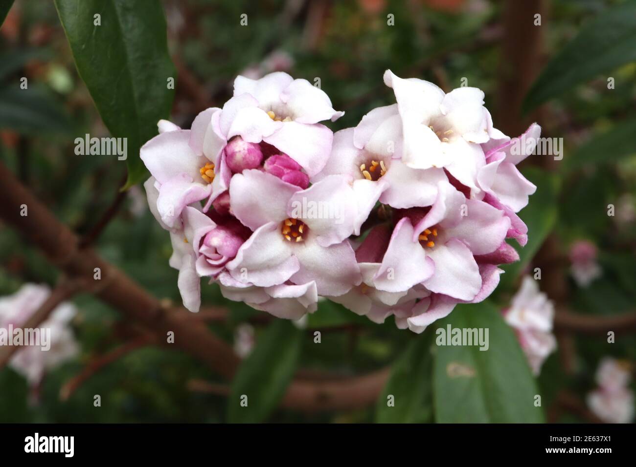 Winter Daphne High Resolution Stock Photography and Images - Alamy