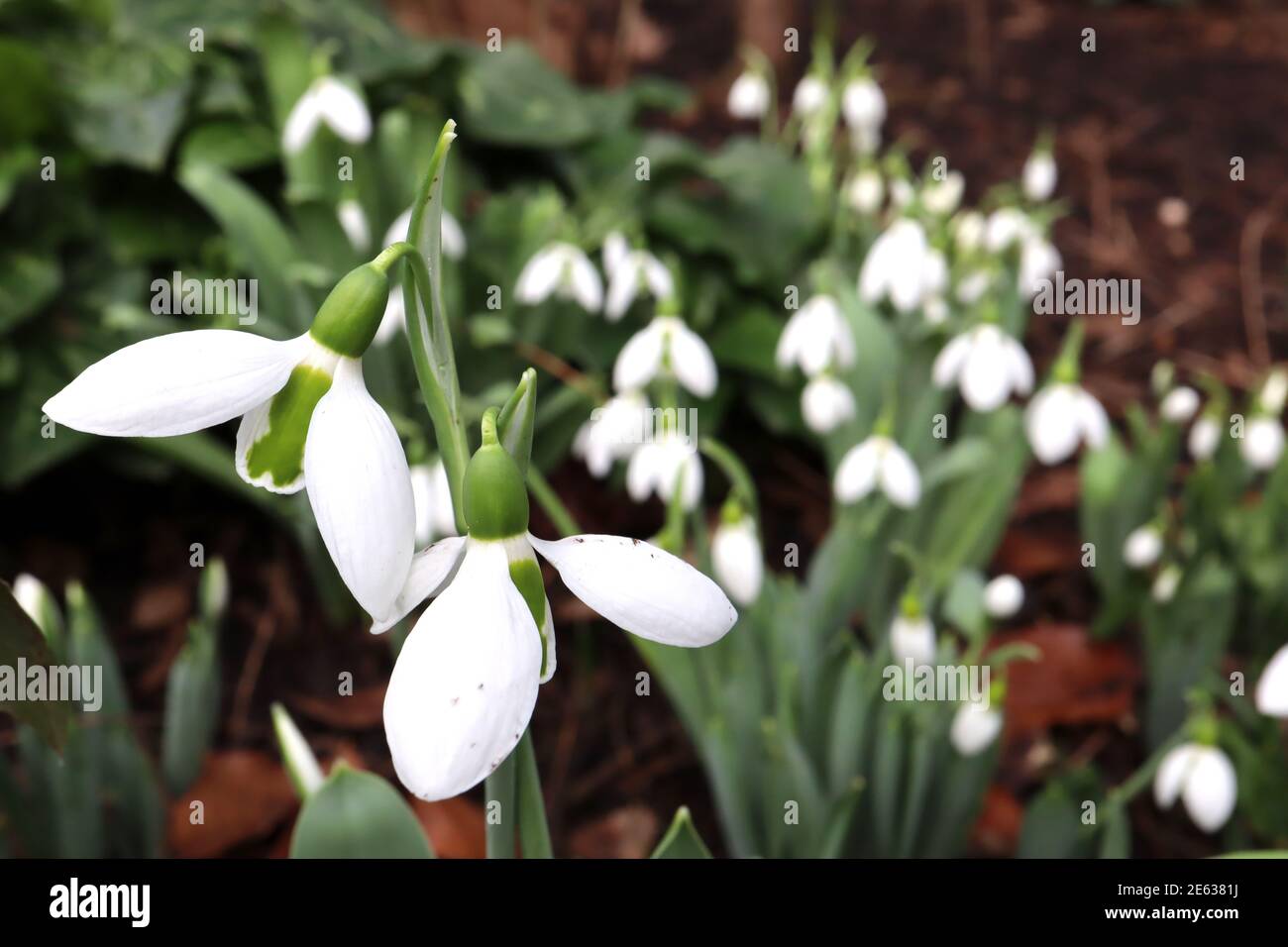 Galanthus x hybridus ‘Merlin’ Snowdrop Merlin – pendent white bell ...