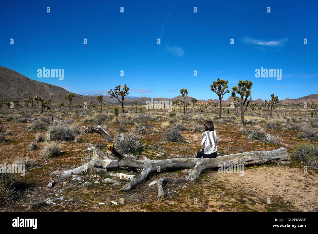 Woman visiting joshua tree hi-res stock photography and images - Alamy