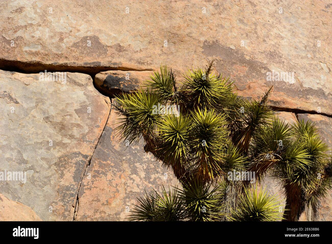 Huge granite outcroppings and boulders compete with Joshua trees as ...