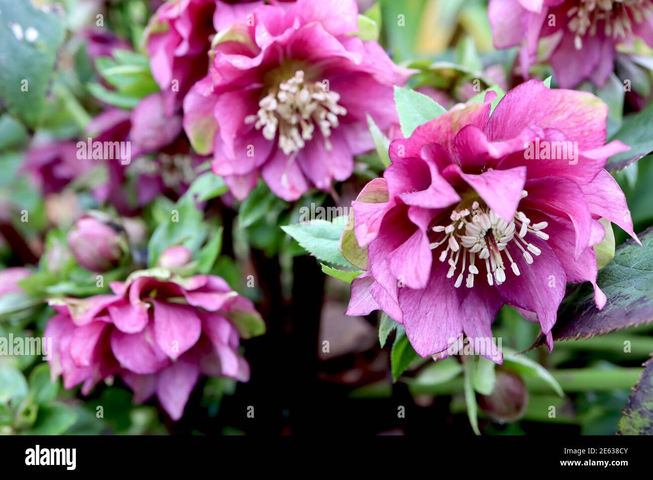 Helleborus x hybridus ‘Double Ellen Pink’ Double pink hellebores ...