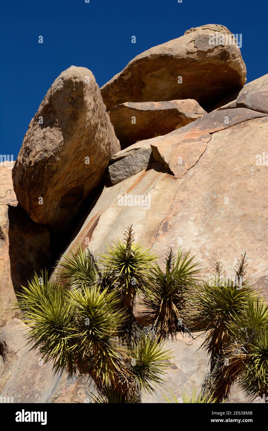 Huge granite outcroppings and boulders compete with Joshua trees as ...