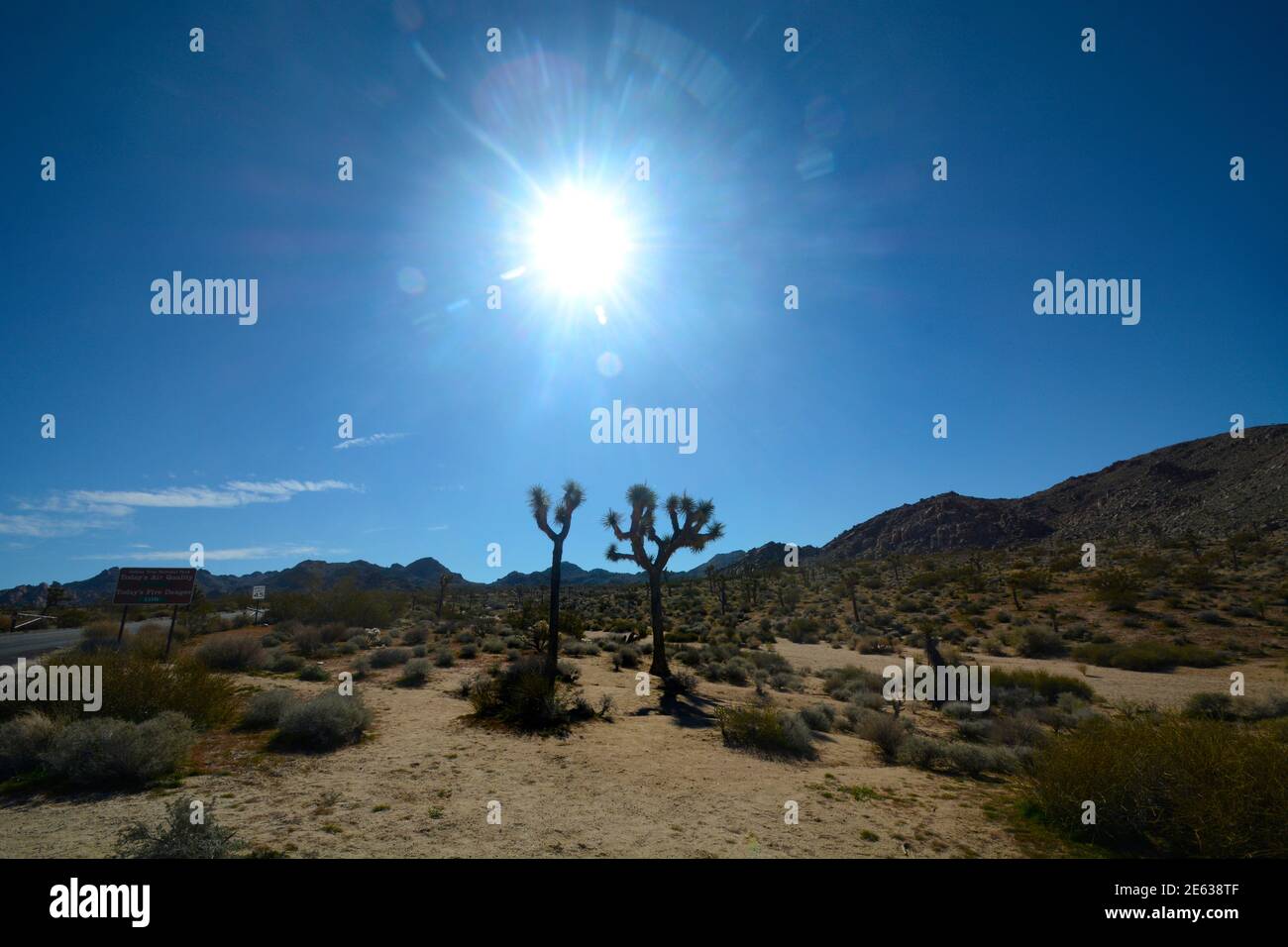Iconic Joshua trees are silouetted by the bright afternoon sun in ...