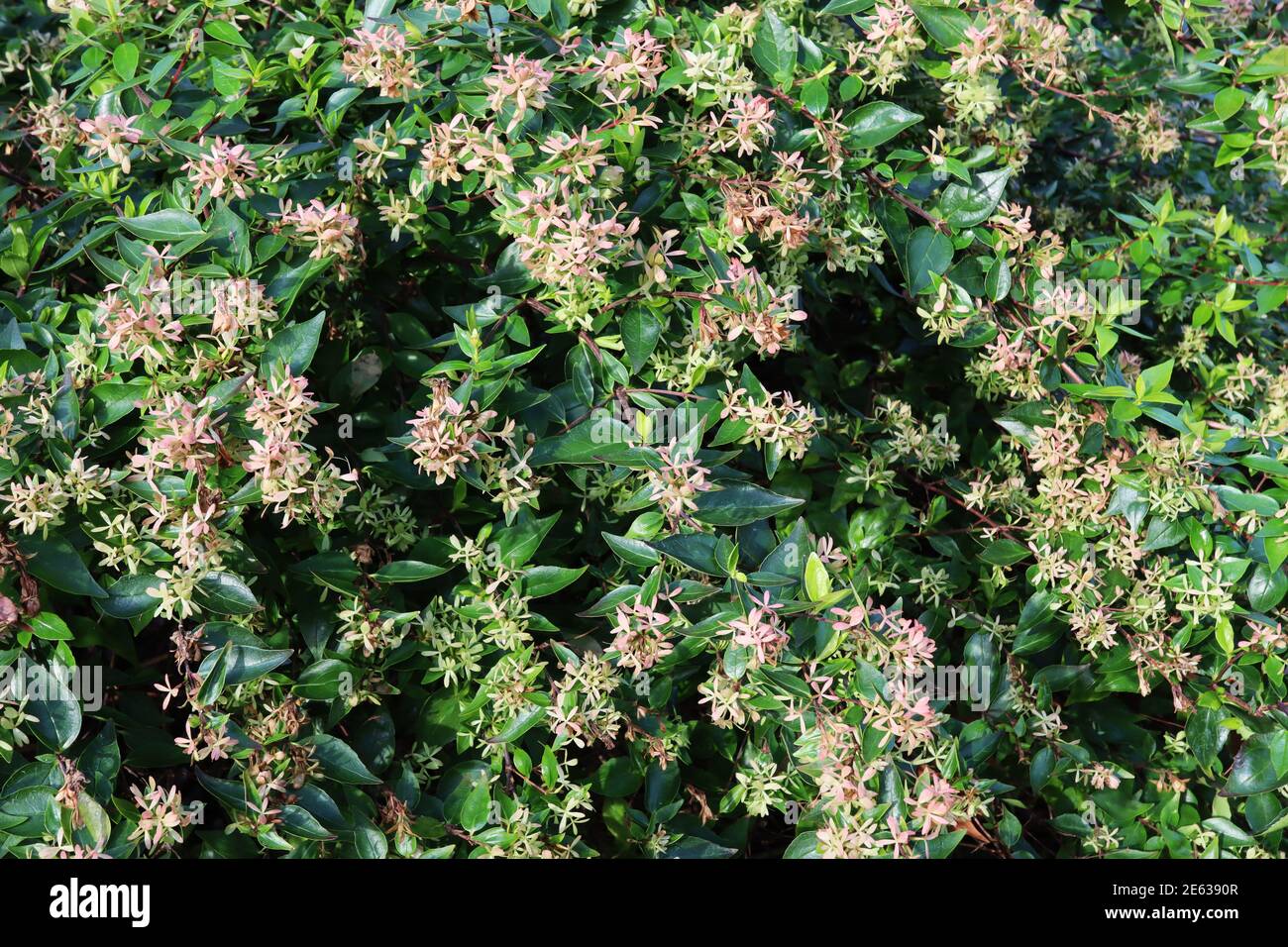 Abelia hi-res stock photography and images - Alamy