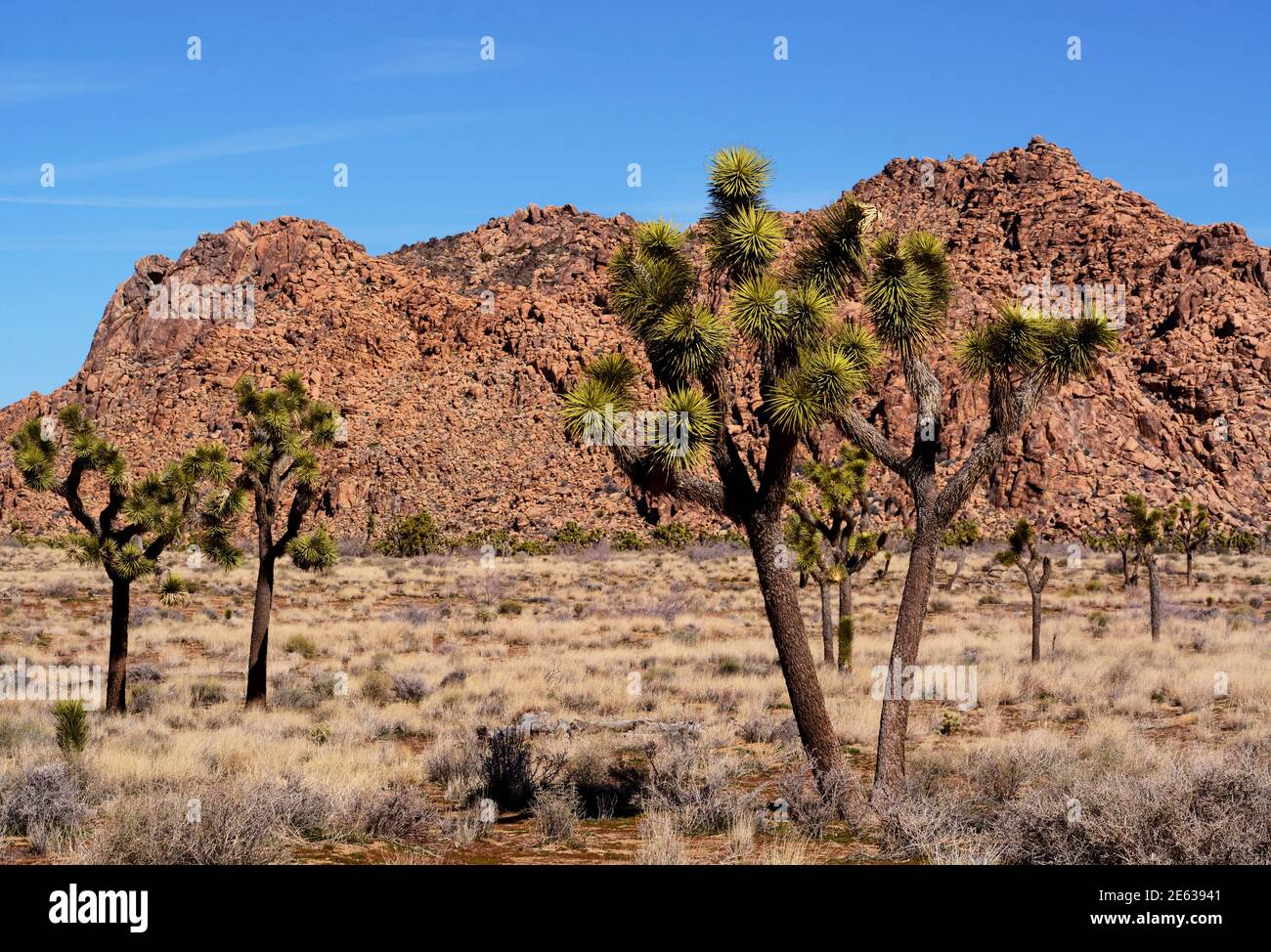 Huge granite outcroppings and boulders compete with Joshua trees as ...
