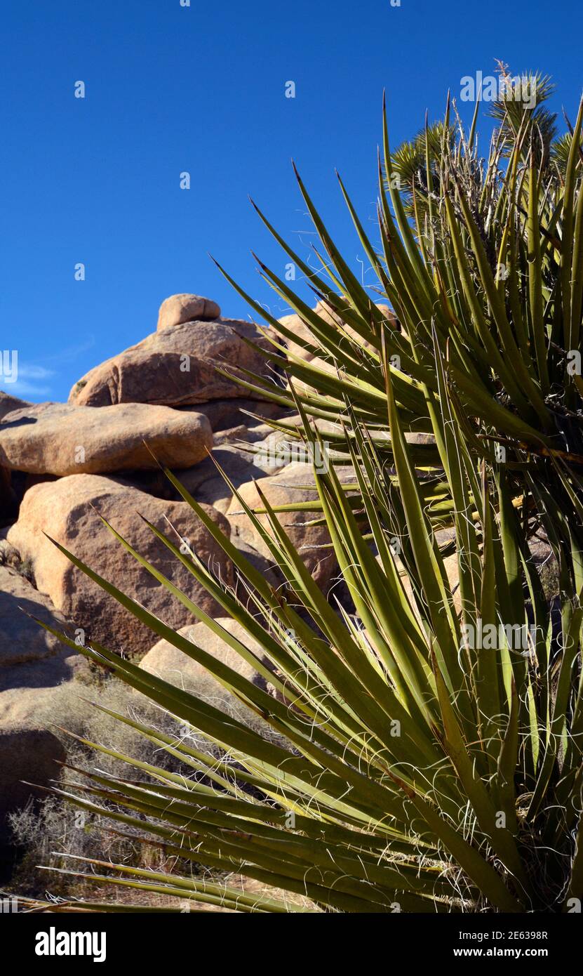 Huge granite outcroppings and boulders compete with Joshua trees as ...