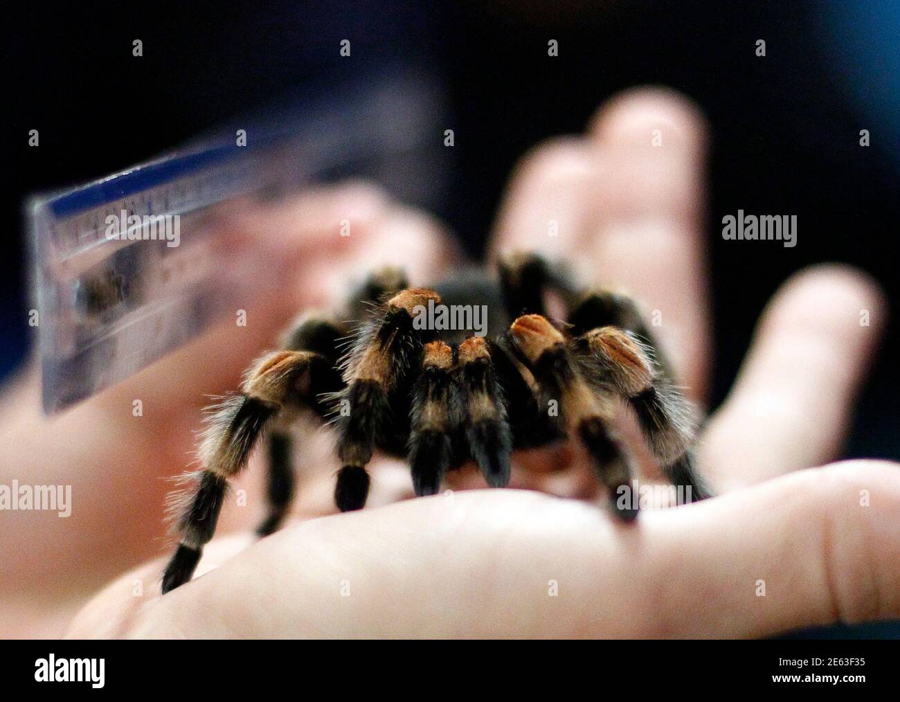 Red kneed tarantula hi-res stock photography and images - Alamy