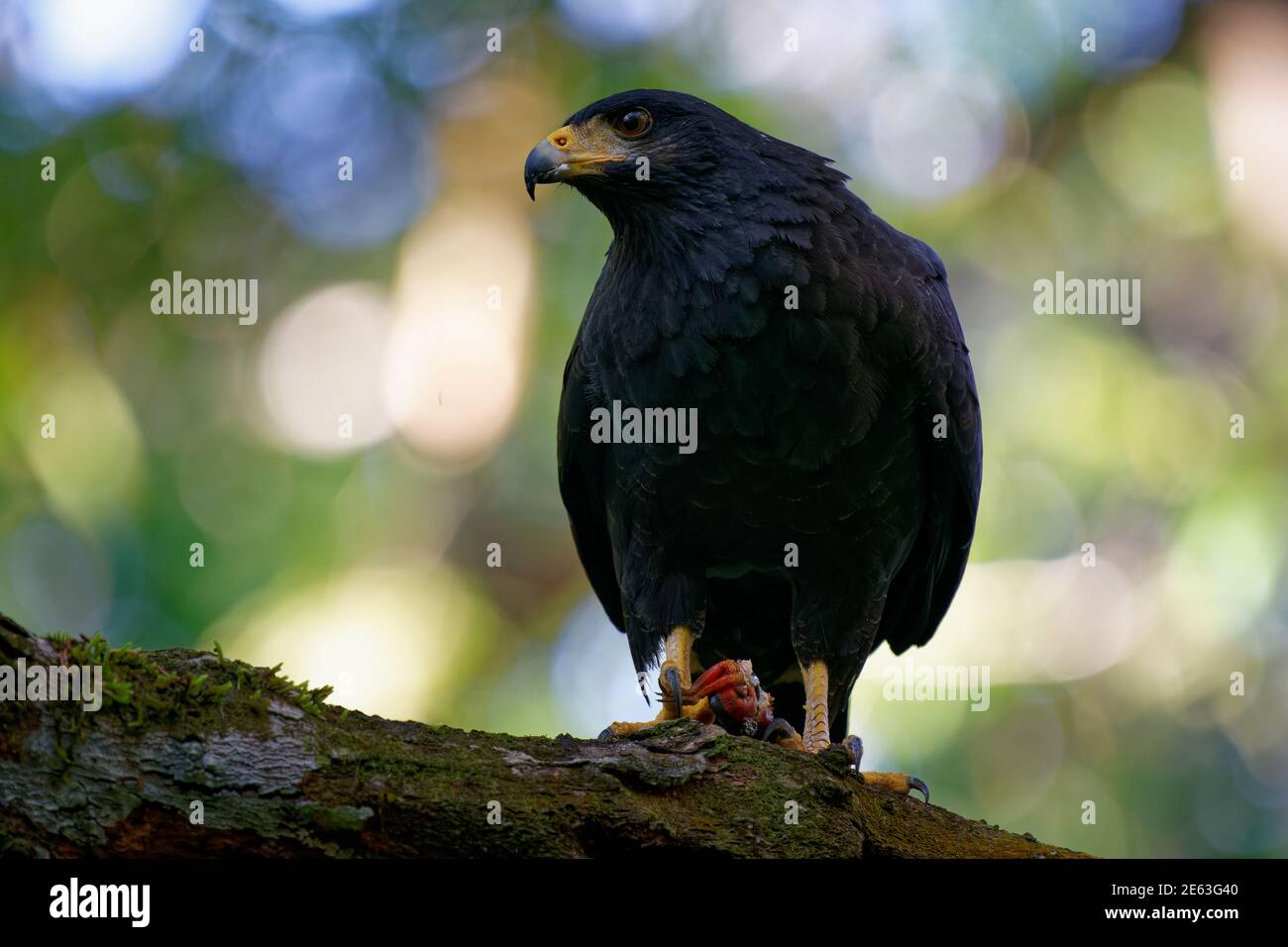 Common Black Hawk - Buteogallus anthracinus a big dark bird of prey in ...