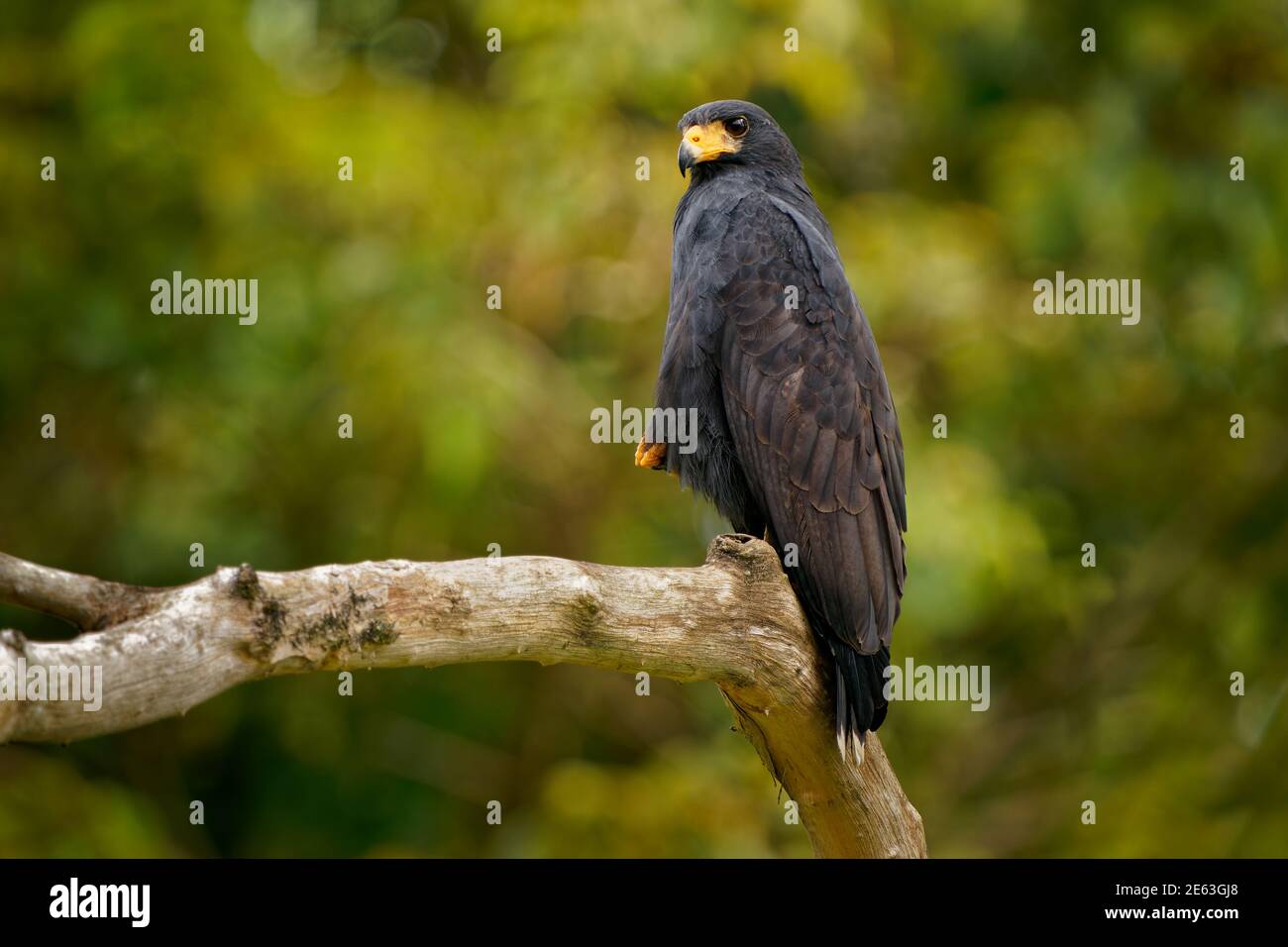 Common Black Hawk - Buteogallus anthracinus a big dark bird of prey in ...