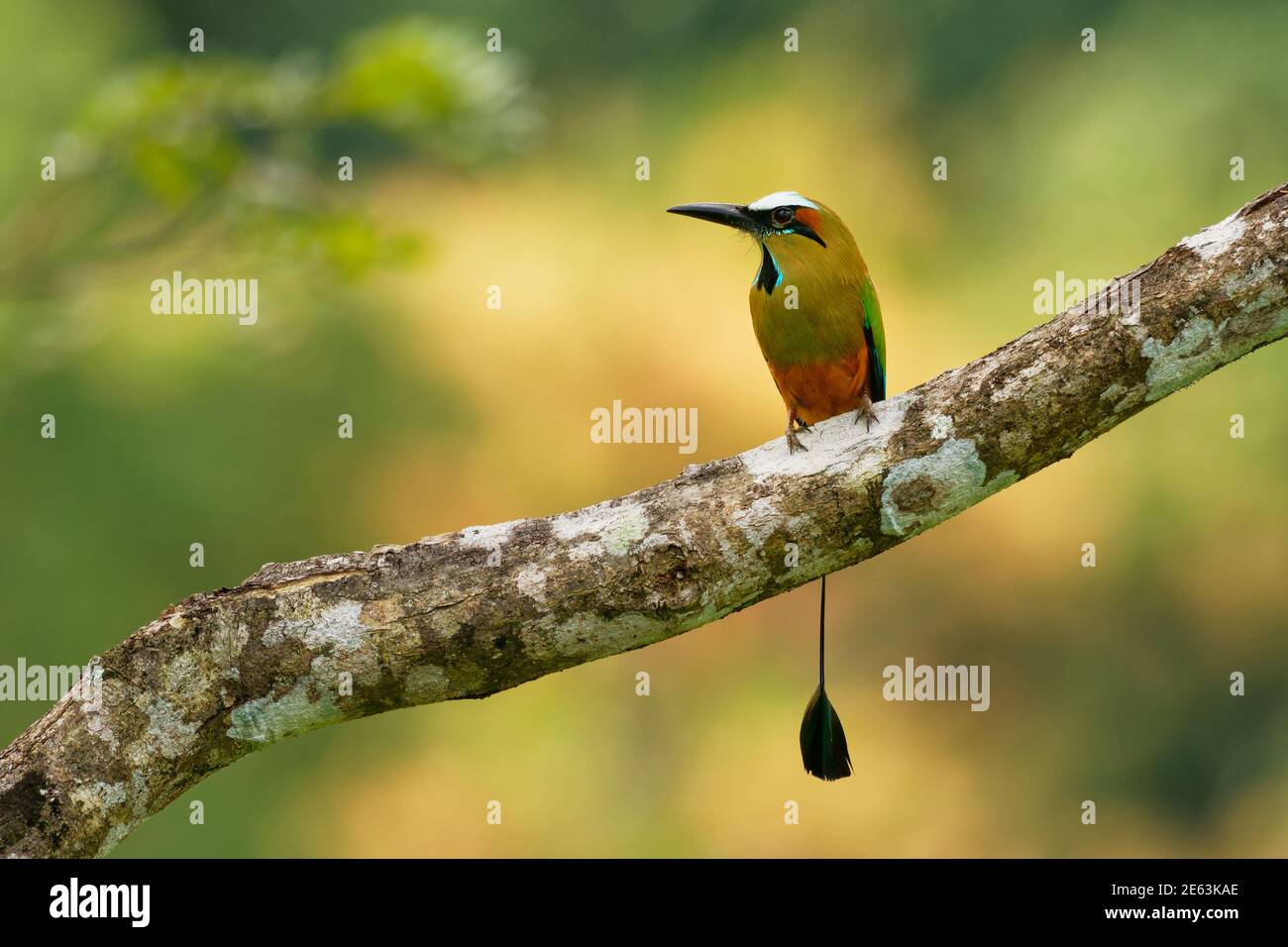 Turquoise-browed motmot - Eumomota superciliosa also Torogoz, colourful ...