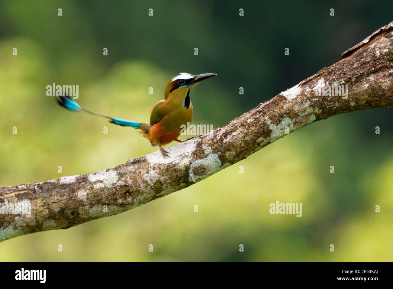 Torogoz el salvador hi-res stock photography and images - Alamy