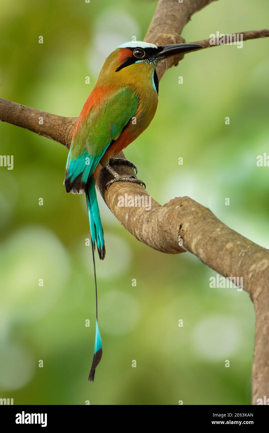 Torogoz el salvador hi-res stock photography and images - Alamy