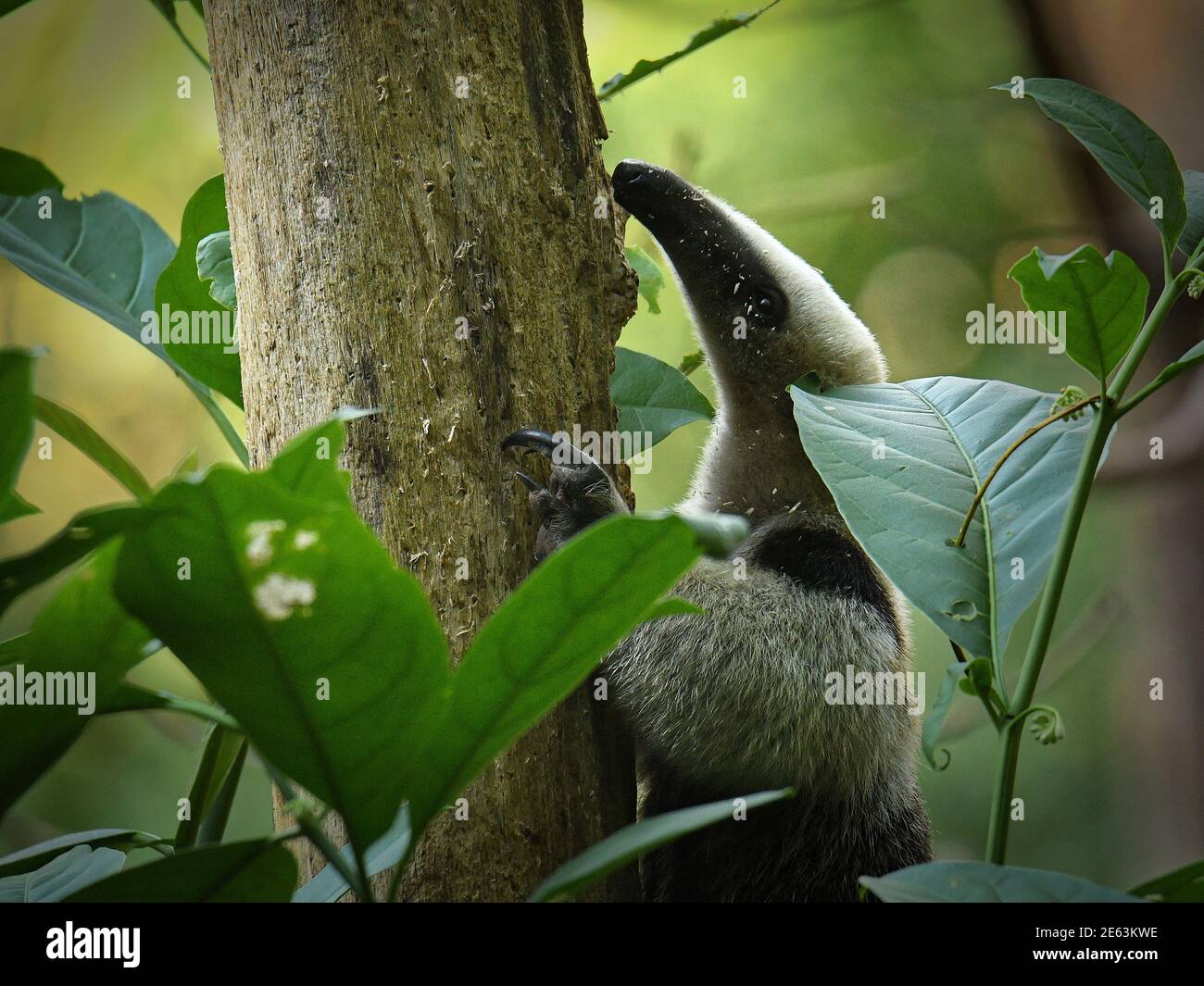 Northern Tamandua - Tamandua mexicana species of anteater, tropical and ...