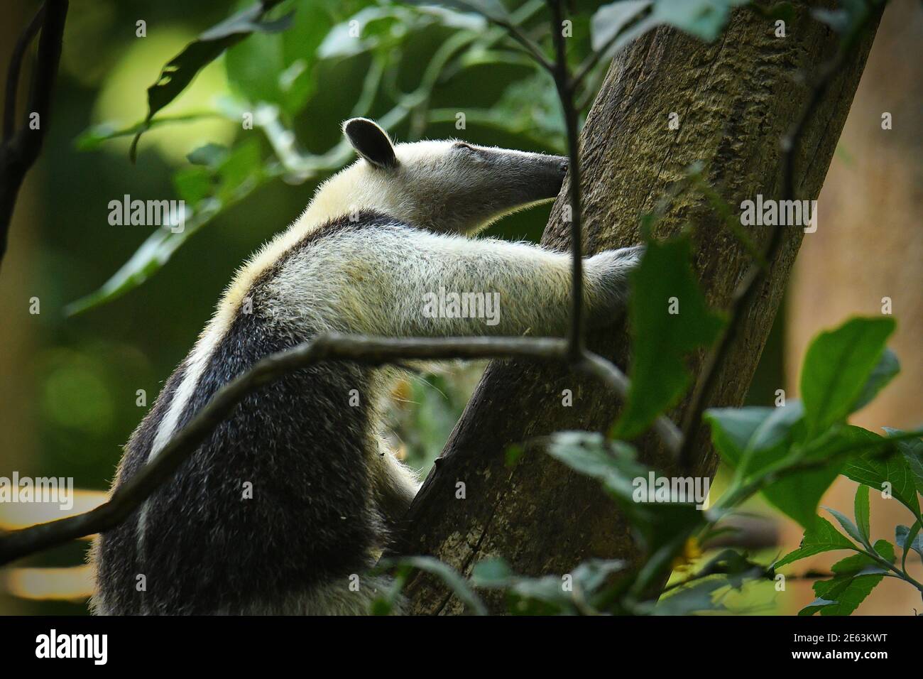 Northern Tamandua - Tamandua mexicana species of anteater, tropical and ...