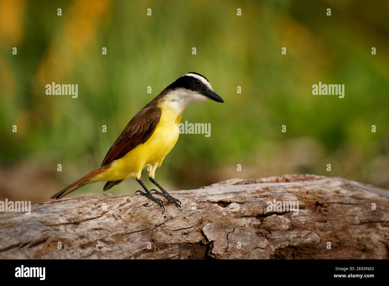 Texas yellow bird hi-res stock photography and images - Alamy