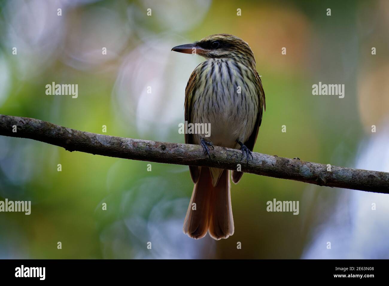 Northern Streaked Flycatcher - Myiodynastes maculatus passerine bird in ...