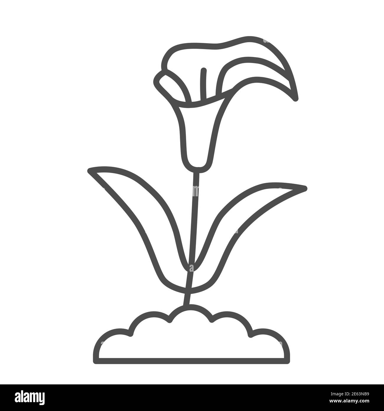 Calla thin line icon, summer flowers concept, arum lily sign on white ...