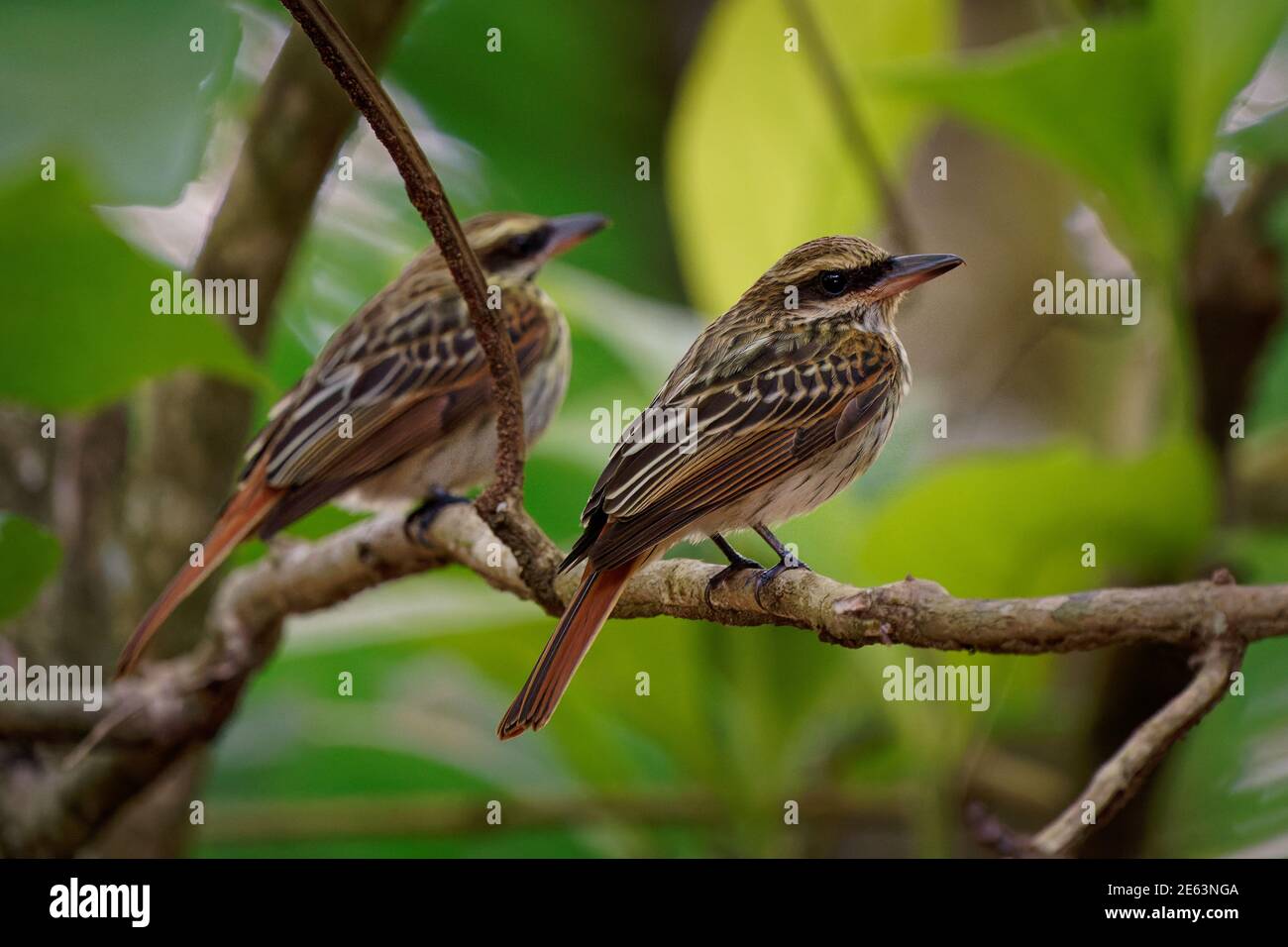 Northern Streaked Flycatcher - Myiodynastes maculatus passerine bird in ...