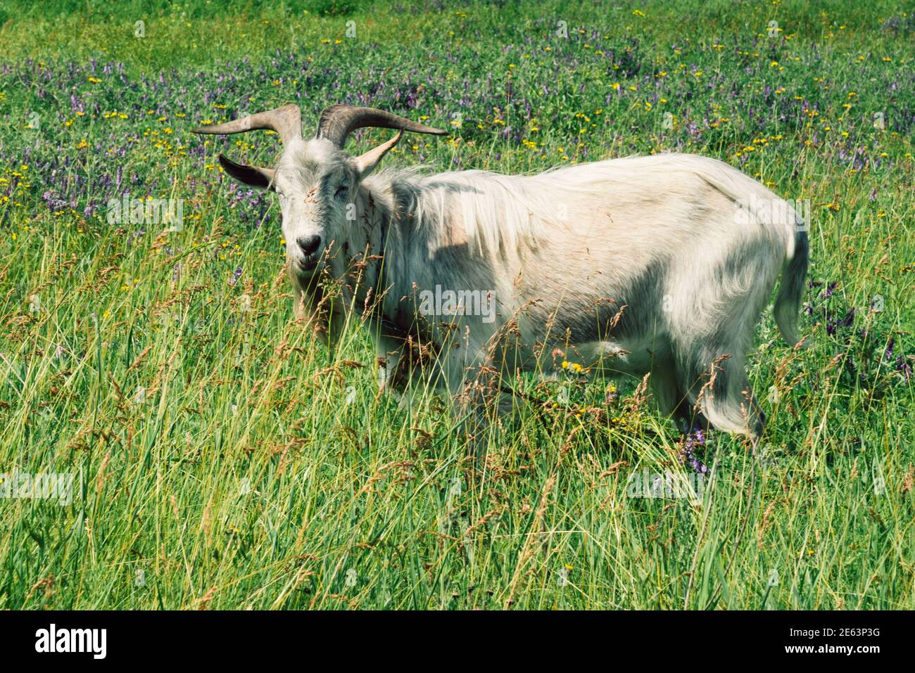 Goat in green hi-res stock photography and images - Alamy