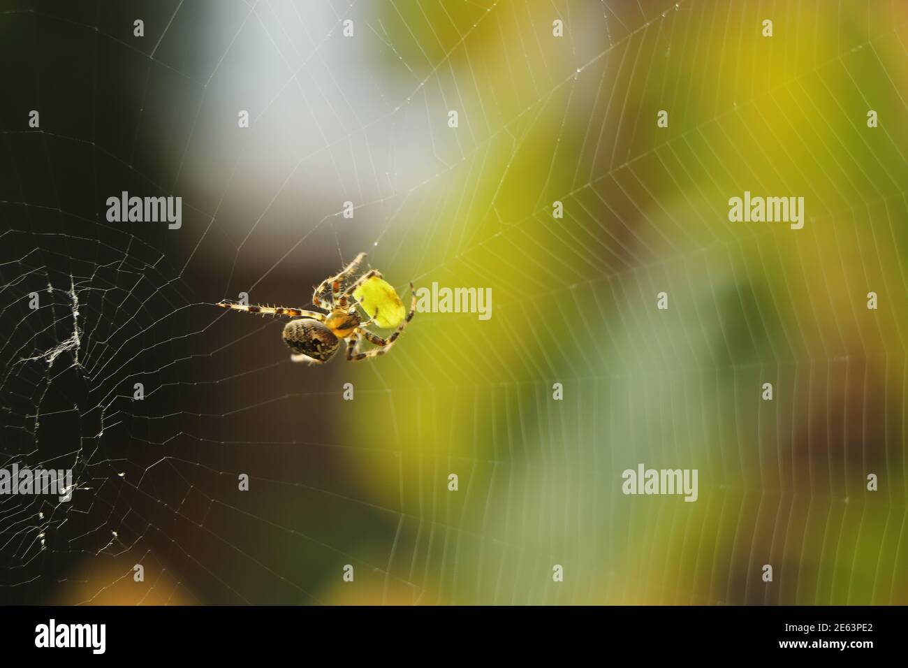 Animal food web hi-res stock photography and images - Alamy