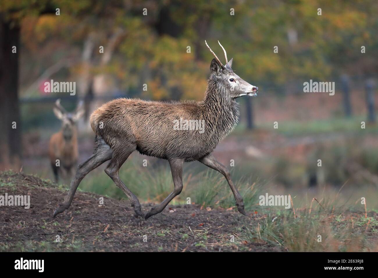 The red deer is one of the largest deer species. The red deer inhabits ...
