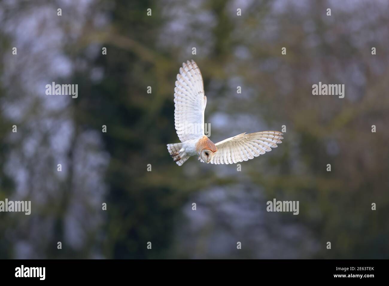 The barn owl is the most widely distributed species of owl in the world ...