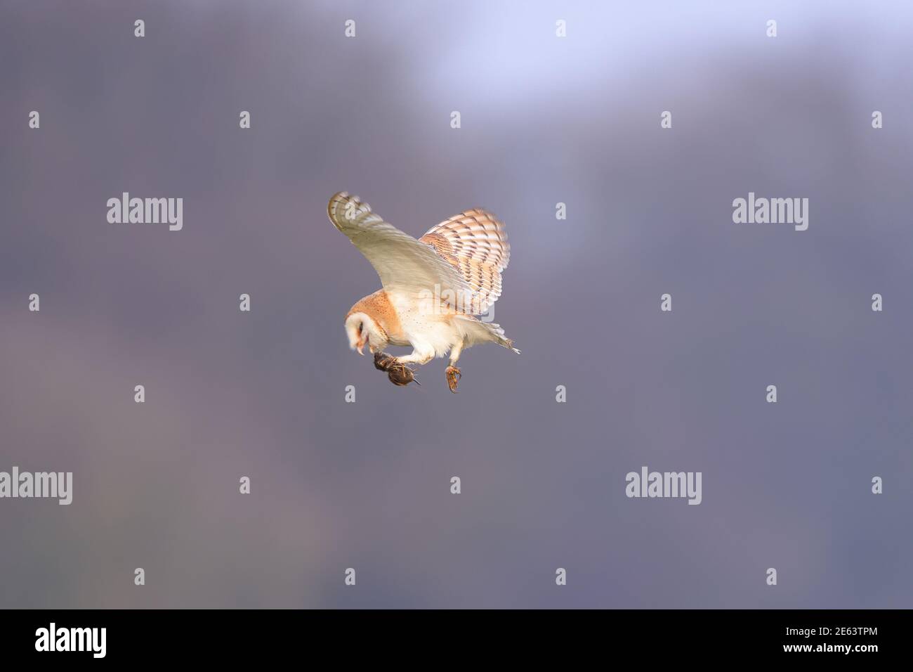The barn owl is the most widely distributed species of owl in the world ...