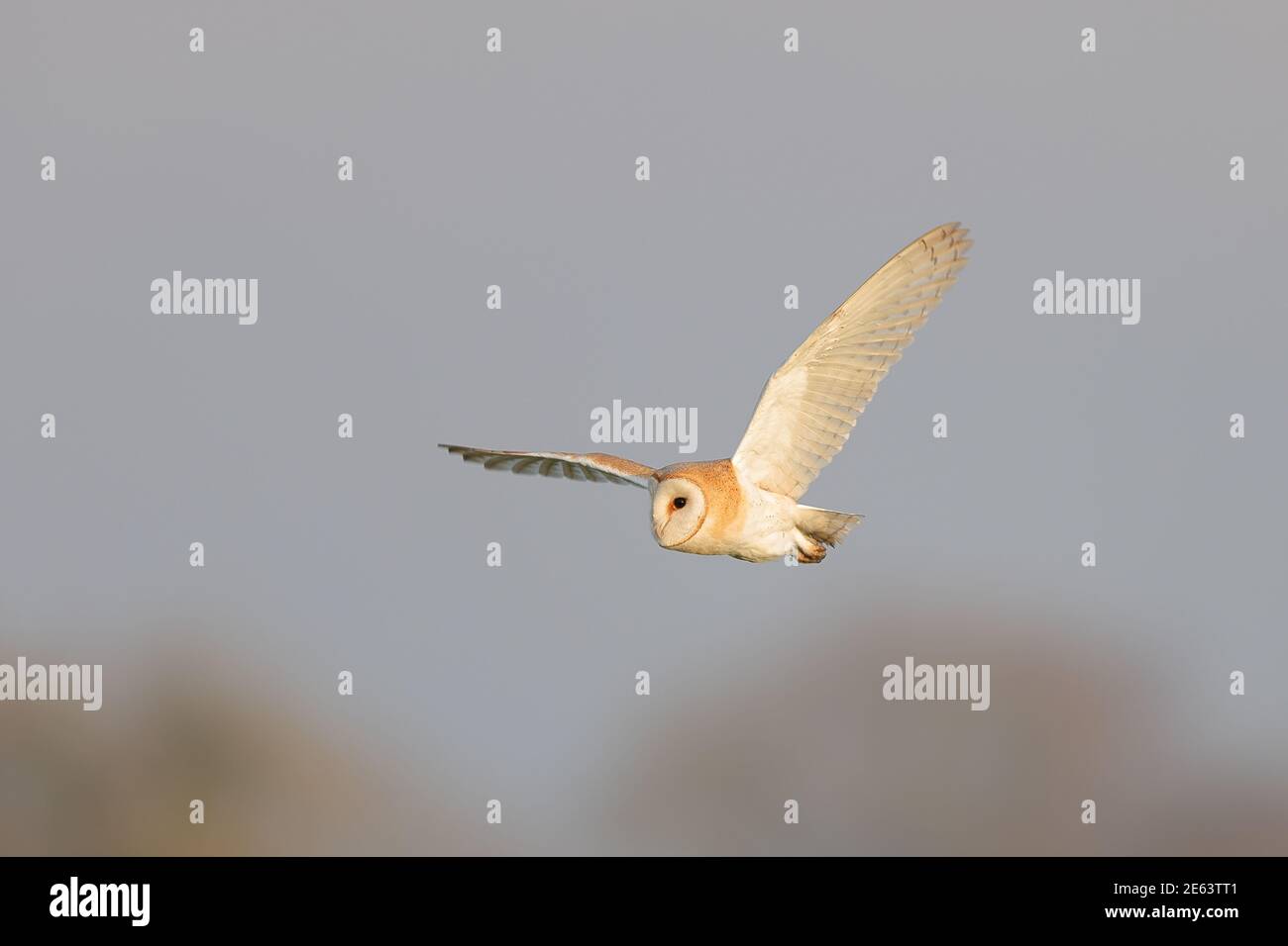 The barn owl is the most widely distributed species of owl in the world ...