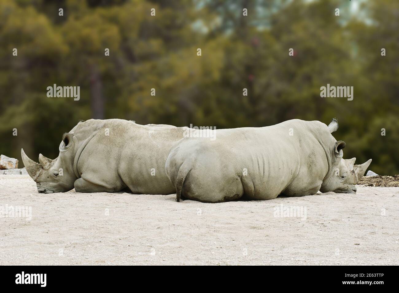 Two rhinos lying in the wild Stock Photo - Alamy
